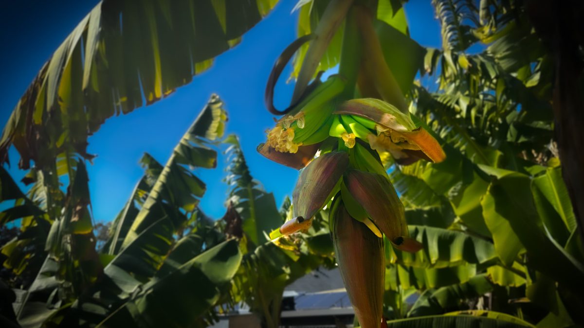 Rides and Attractions | The Big Banana Fun Park